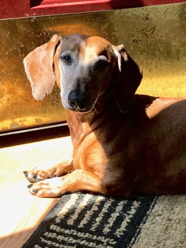 Cato #11806 - Dachshund Rescue of North America