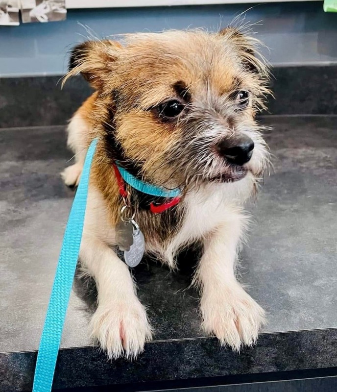 Grayson #13060 - Dachshund Rescue of North America