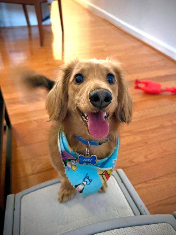 Loki #13077 - Dachshund Rescue of North America