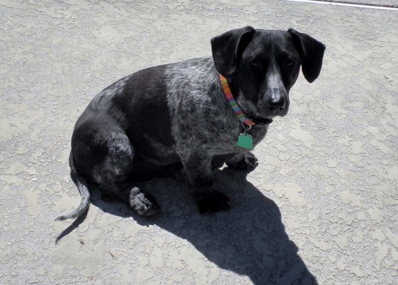 Millie #13097 - Dachshund Rescue of North America