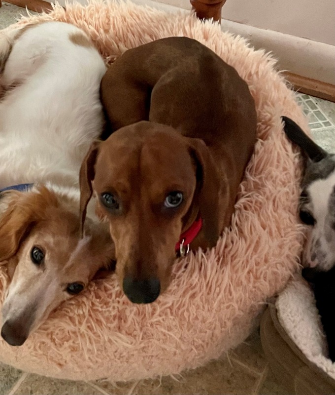 Rebel #13109 - Dachshund Rescue of North America