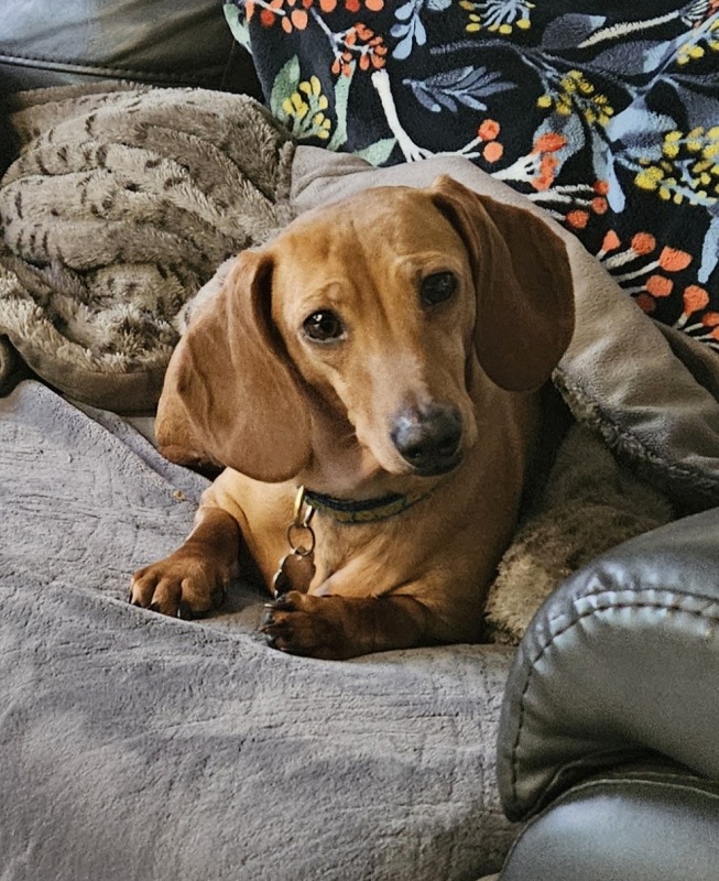 Miss Daisy #13139 - Dachshund Rescue of North America