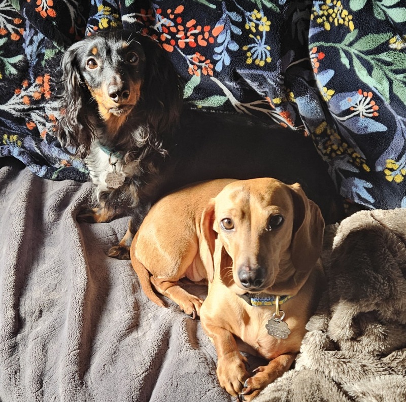 Miss Daisy #13139 - Dachshund Rescue of North America